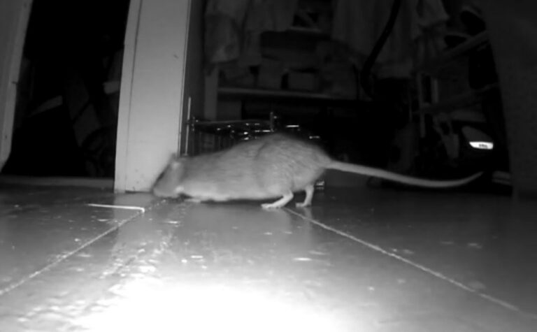 Rats Get A Reprieve As Maine Pesticide Board Outlaws Rodent Poison ...